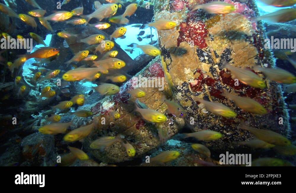 Golden sweepers and cardinalfish inside an artificial reef on the ocean ...