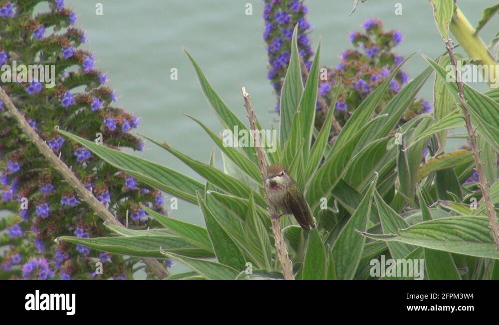 Fly wildlife Stock Videos & Footage - HD and 4K Video Clips - Alamy