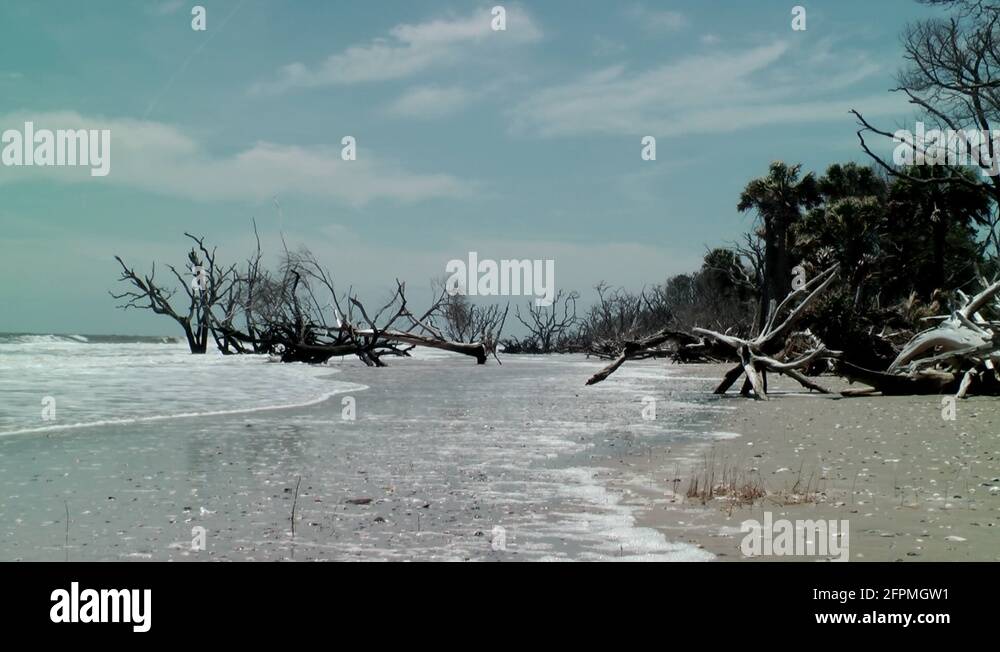 Bone tree Stock Videos & Footage - HD and 4K Video Clips - Alamy