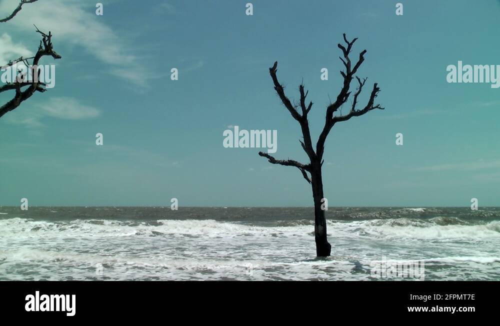 Tree remnants in sand Stock Videos & Footage - HD and 4K Video Clips ...