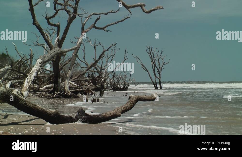 Dead tree beach Stock Videos & Footage - HD and 4K Video Clips - Alamy