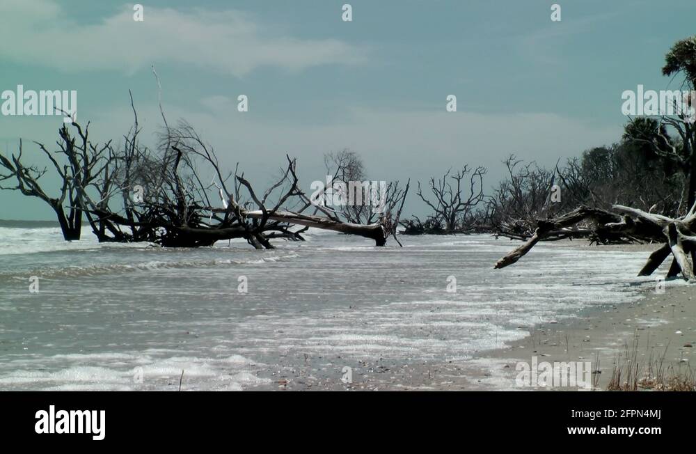 Bone trees Stock Videos & Footage - HD and 4K Video Clips - Alamy
