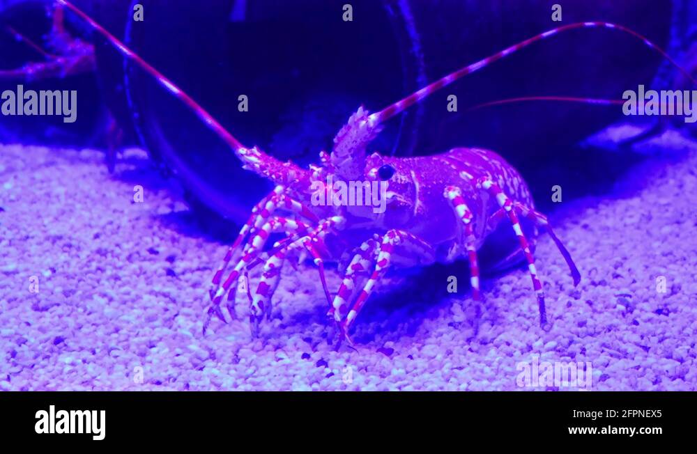 Giant red shrimp Stock Videos & Footage - HD and 4K Video Clips - Alamy