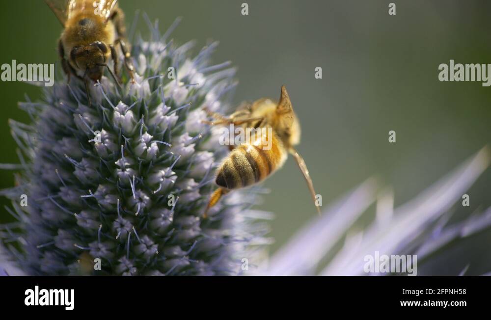 Endangered bees Stock Videos & Footage - HD and 4K Video Clips - Alamy