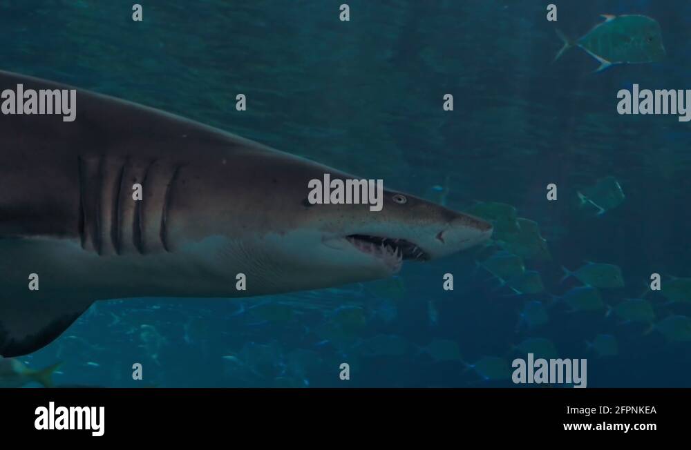 Great white shark teeth close up Stock Videos & Footage - HD and 4K ...