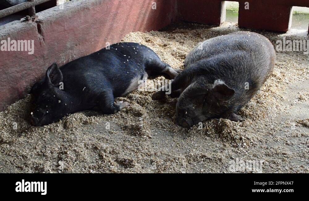 Pot belly pigs Stock Videos & Footage - HD and 4K Video Clips - Alamy