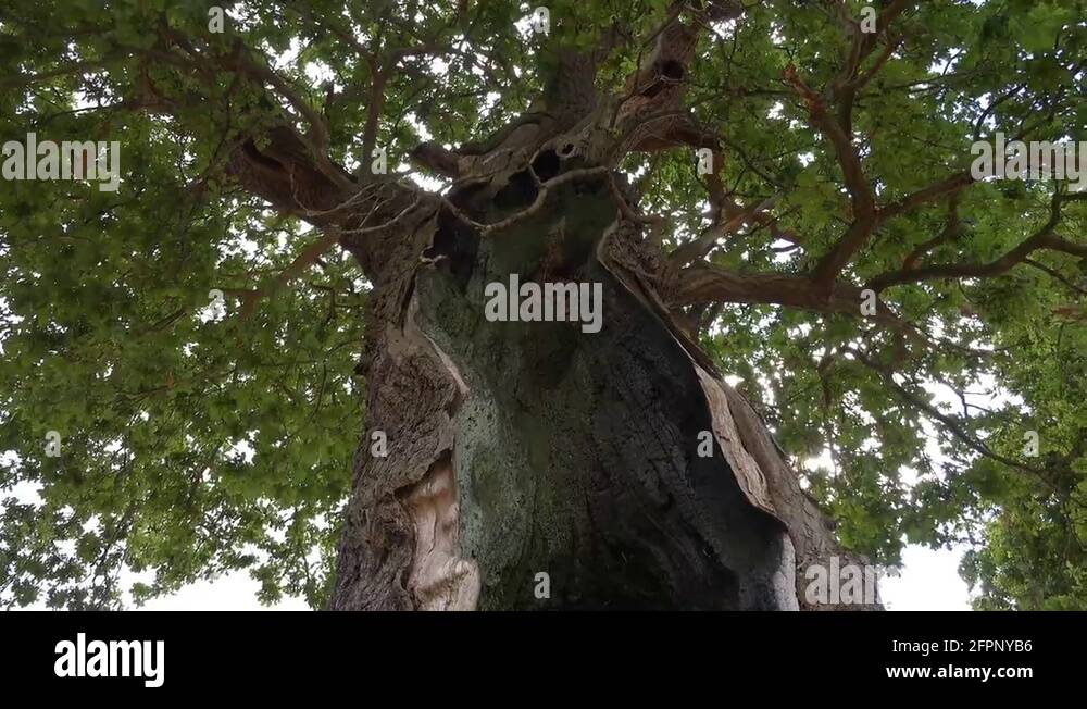 Dying oak tree Stock Videos & Footage - HD and 4K Video Clips - Alamy