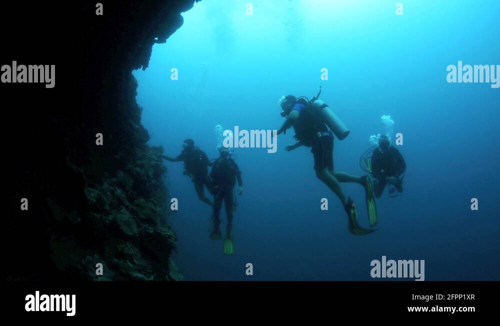 Coral wall diving Stock Videos & Footage - HD and 4K Video Clips - Alamy