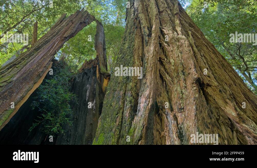 Old growth redwoods Stock Videos & Footage - HD and 4K Video Clips - Alamy