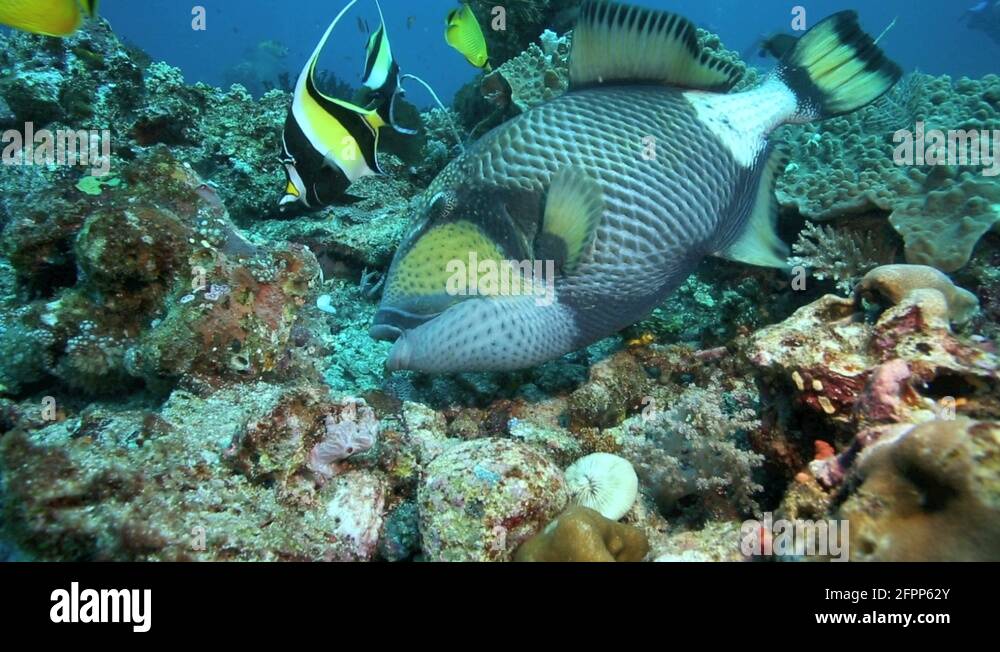 Coral teeth Stock Videos & Footage - HD and 4K Video Clips - Alamy