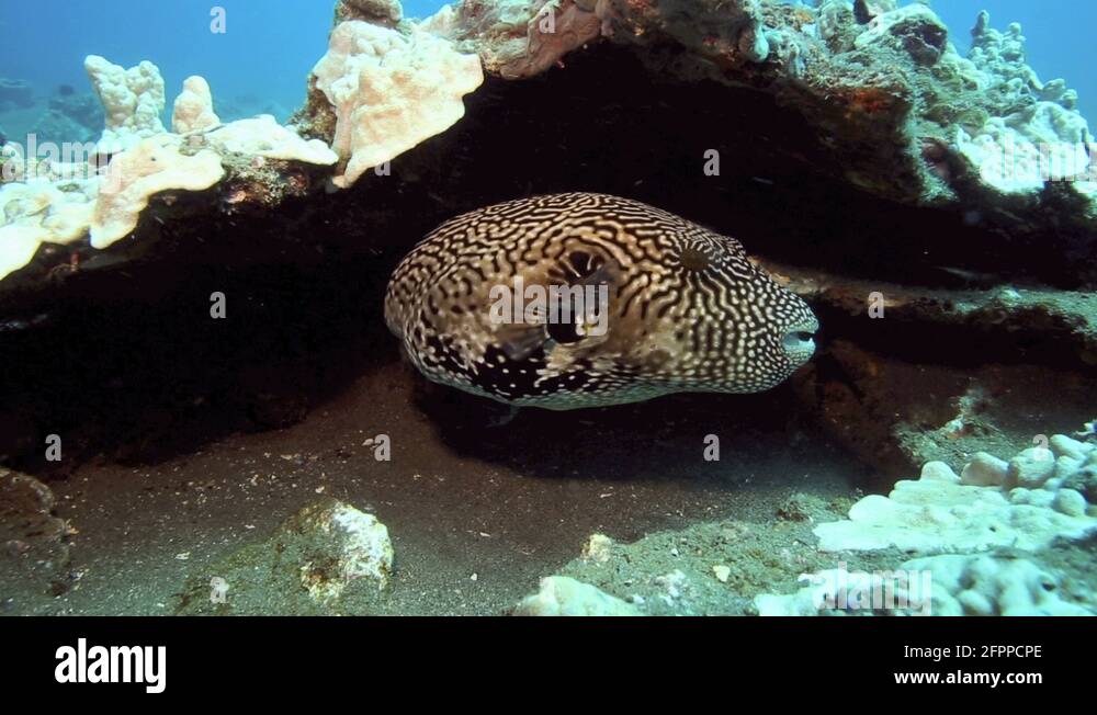 Mappa pufferfish Stock Videos & Footage - HD and 4K Video Clips - Alamy