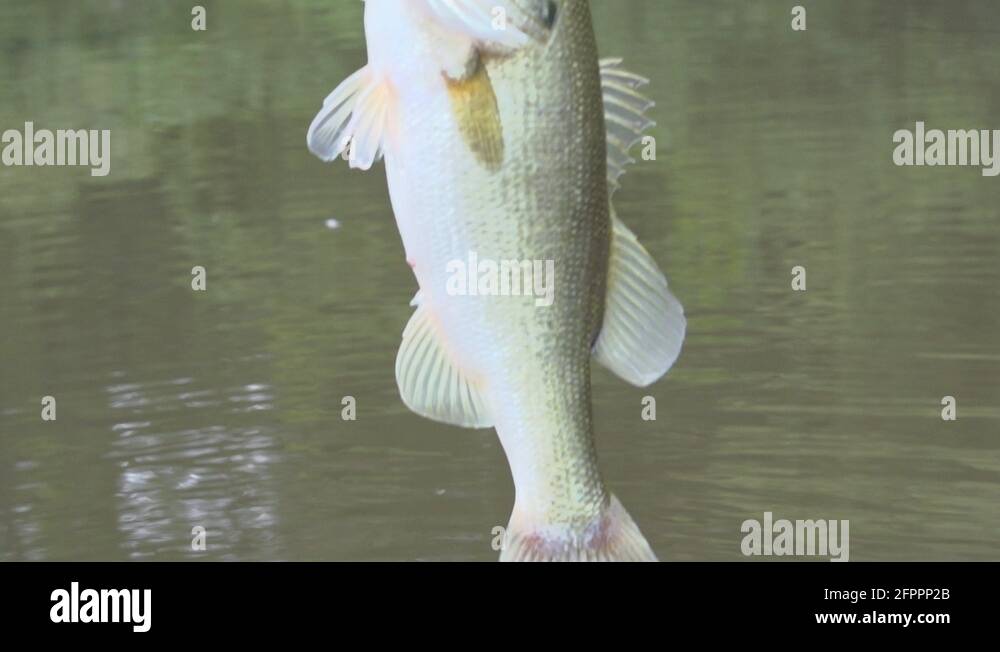 Bass fishing pond Stock Videos & Footage - HD and 4K Video Clips - Alamy