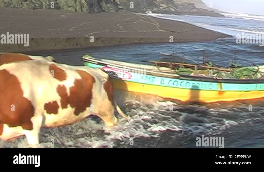 Cattle boat Stock Videos & Footage - HD and 4K Video Clips - Alamy
