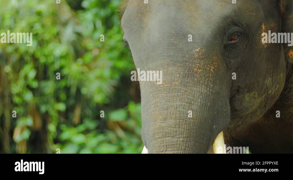 Proboscis face Stock Videos & Footage - HD and 4K Video Clips - Alamy