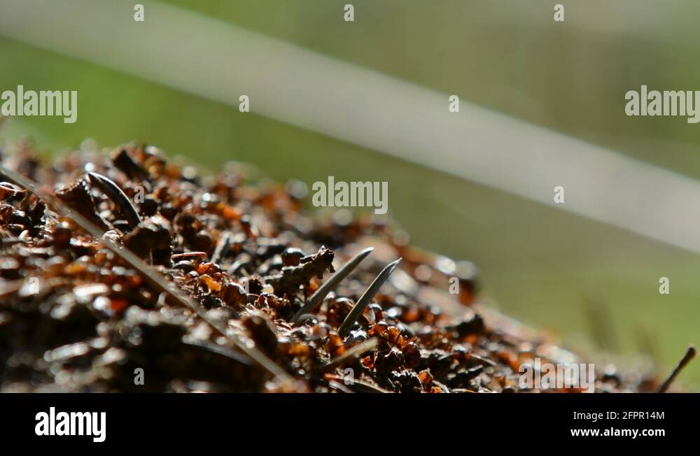 Thatch mound ants Stock Videos & Footage - HD and 4K Video Clips - Alamy