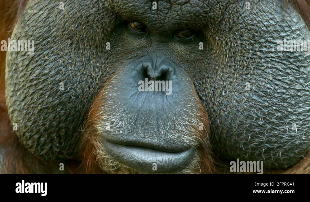 Eye contact with an orangutan male, chief of a monkey family, making ...