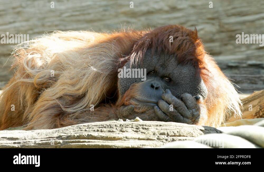 An orangutan male, chief of the monkey family, is lying on rocky ...