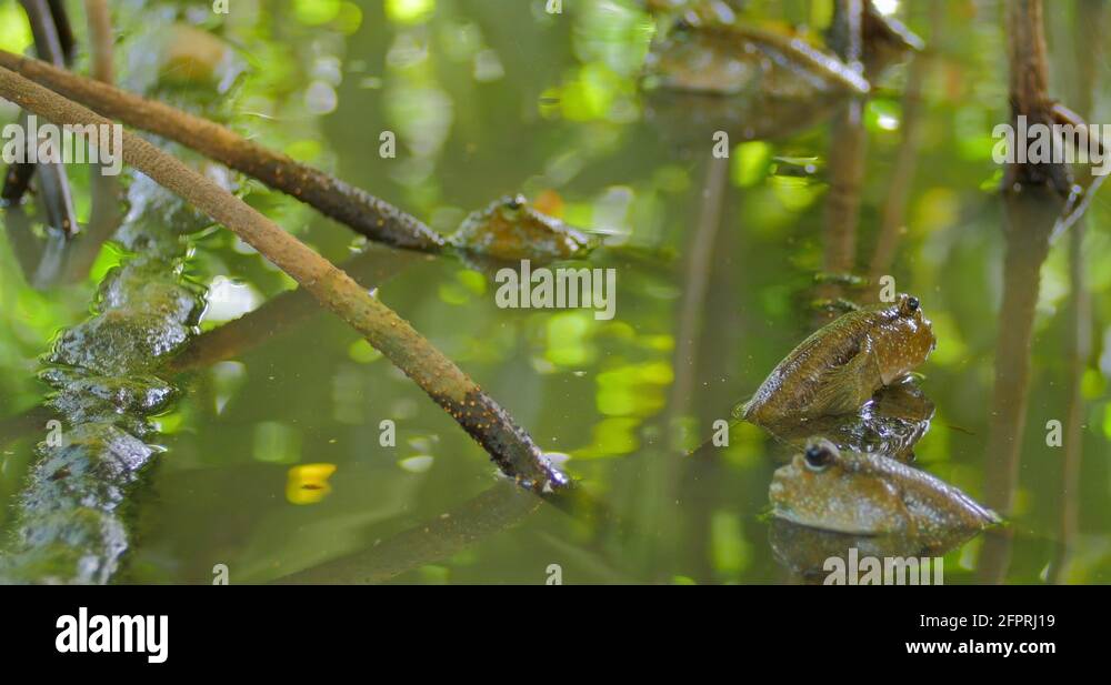 Mangrove forest fish Stock Videos & Footage - HD and 4K Video Clips - Alamy