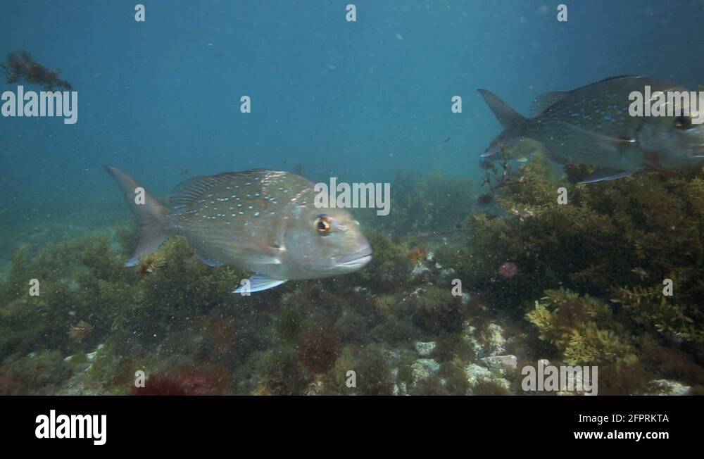 Curious snapper fish underwater at Goat Island Stock Video Footage - Alamy