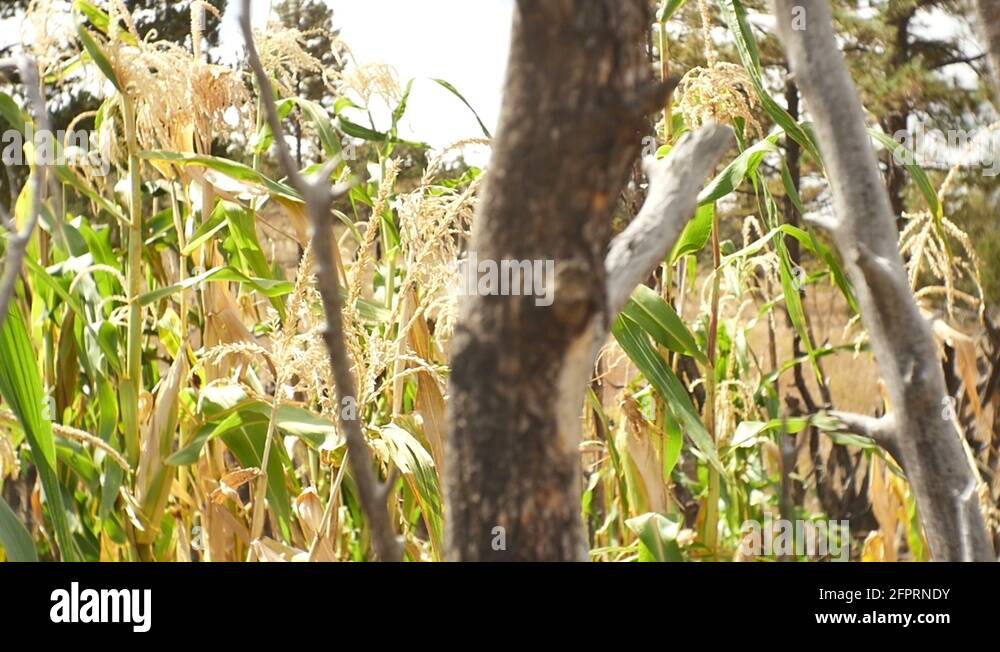 Indian corn farming Stock Videos & Footage - HD and 4K Video Clips - Alamy