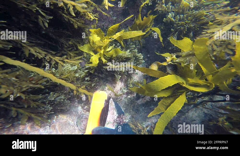 Abalone diver underwater Stock Videos & Footage - HD and 4K Video Clips ...