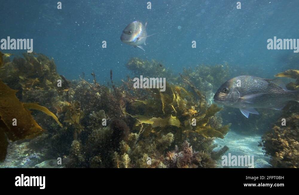 Seabream snapper Stock Videos & Footage - HD and 4K Video Clips - Alamy
