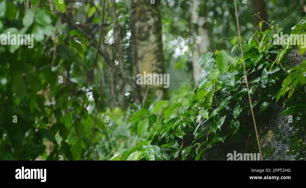 Rainforest and monsoon Stock Videos & Footage - HD and 4K Video Clips ...