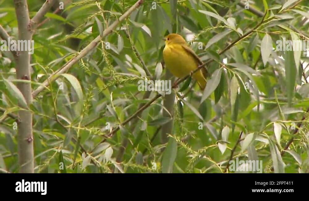 Yellow warbler setophaga petechia male Stock Videos & Footage - HD and ...