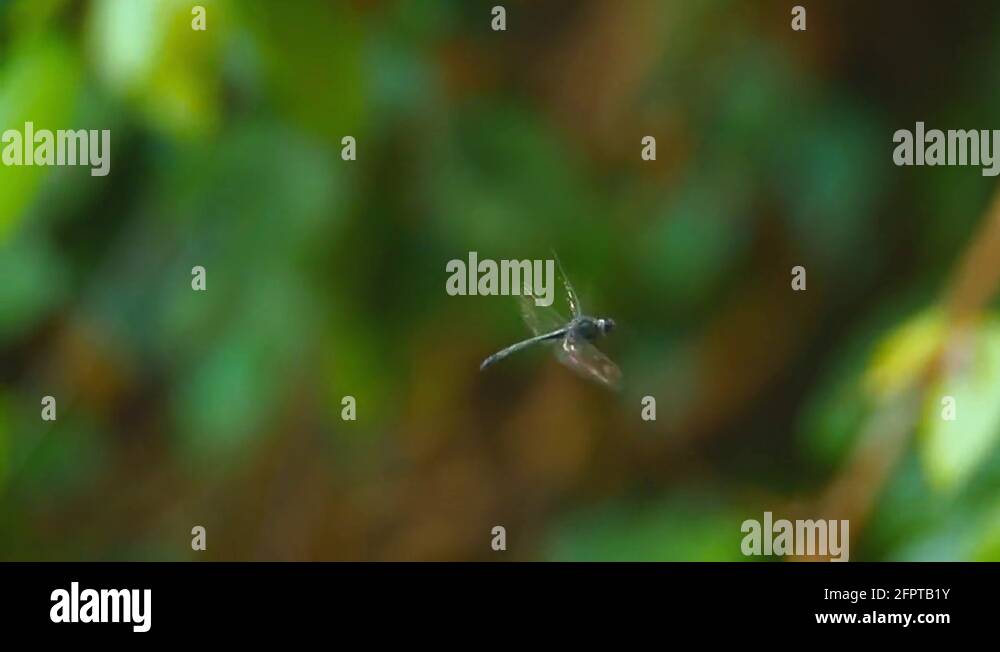 Common flying dragon Stock Videos & Footage - HD and 4K Video Clips - Alamy