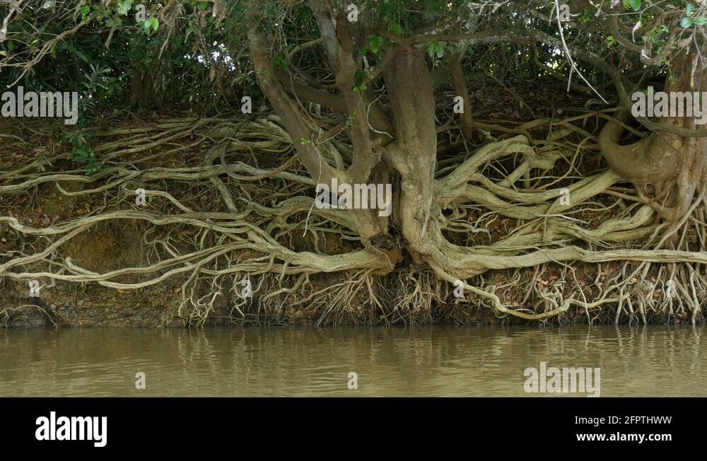 Exposed tree roots river bank Stock Videos & Footage - HD and 4K Video ...