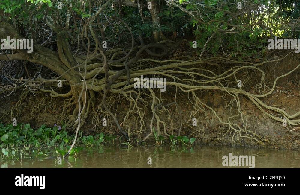 Riverbank erosion tree roots Stock Videos & Footage - HD and 4K Video ...