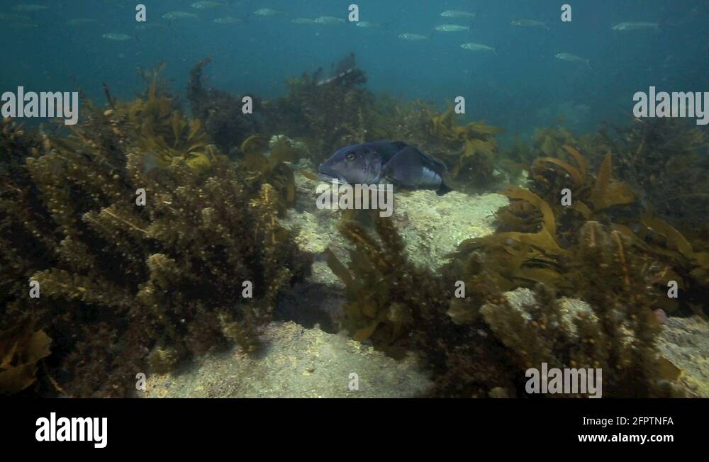 North sea cod swimming Stock Videos & Footage - HD and 4K Video Clips ...
