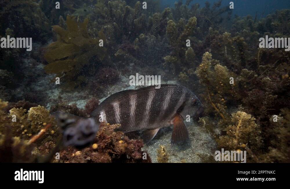 Seaweed underwater Stock Videos & Footage - HD and 4K Video Clips - Alamy