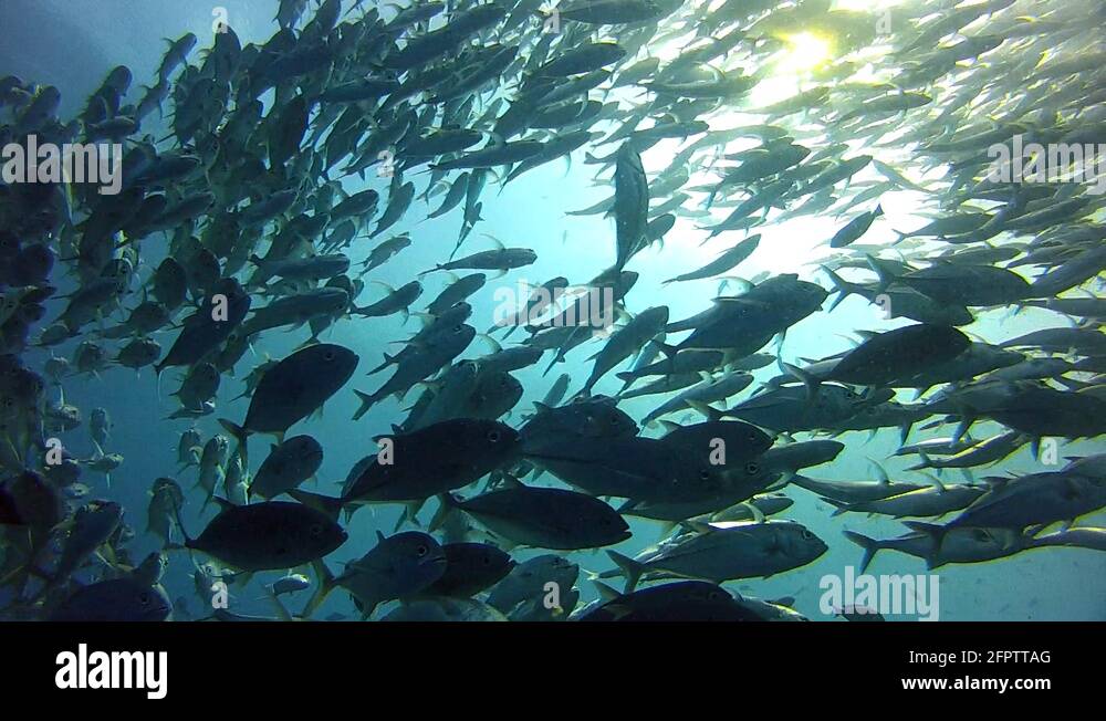 Diving in sipadan with school of fish Stock Videos & Footage - HD and ...