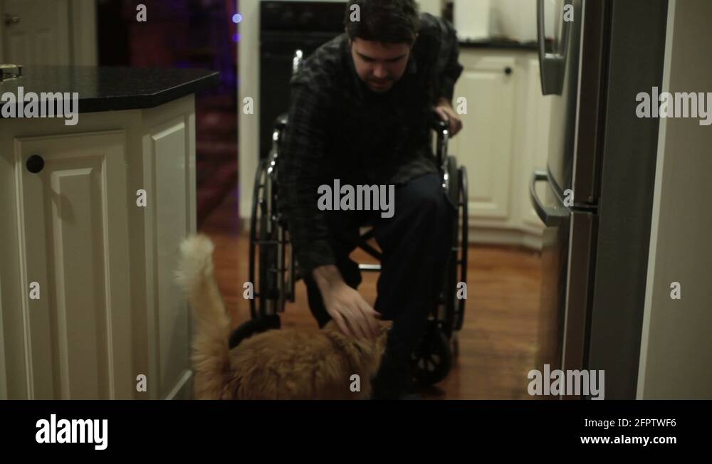 Handicapped cat Stock Videos & Footage - HD and 4K Video Clips - Alamy