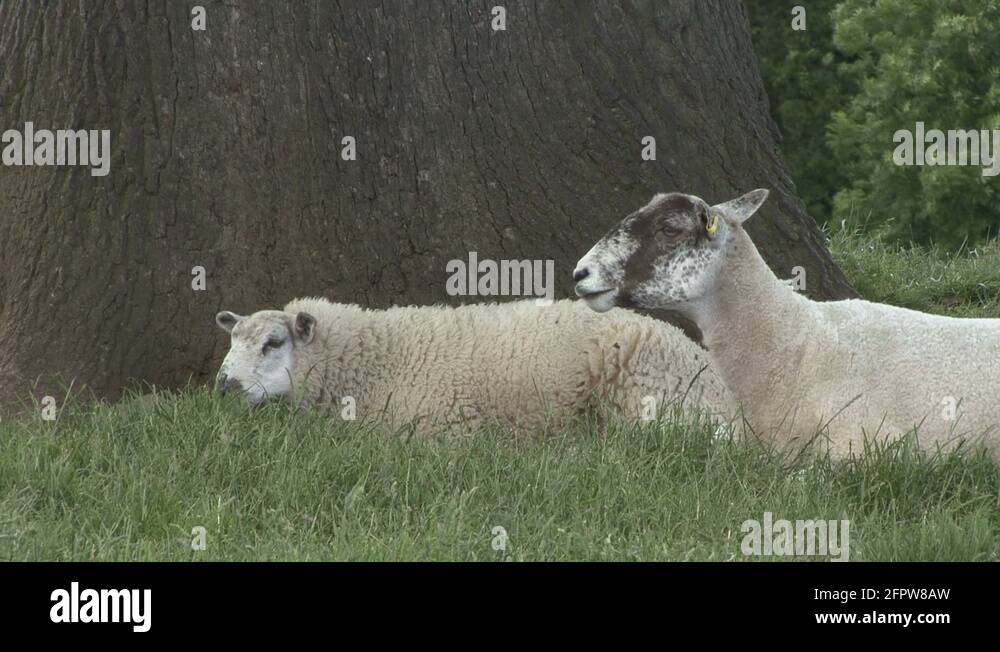 Tree with ewe and lamb Stock Videos & Footage - HD and 4K Video Clips ...