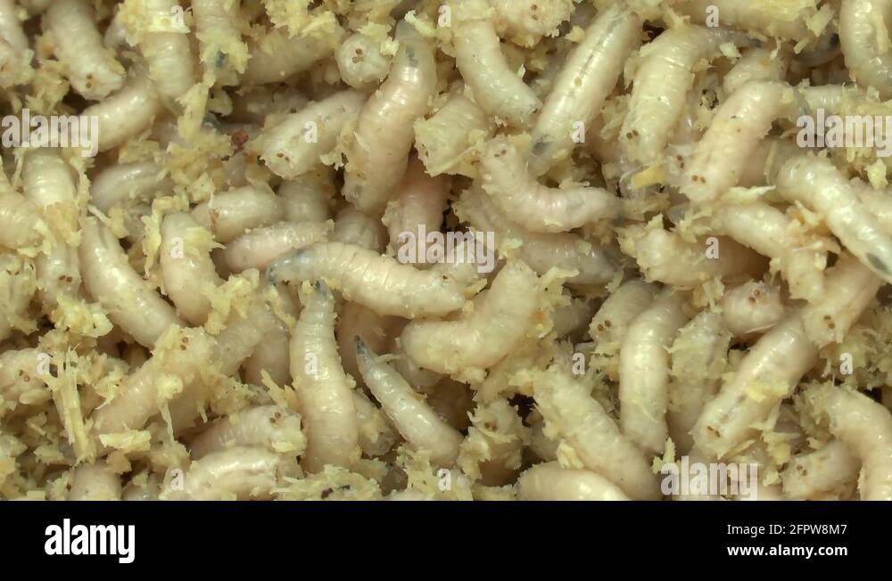 Fishing in the uk Stock Videos & Footage - HD and 4K Video Clips - Alamy