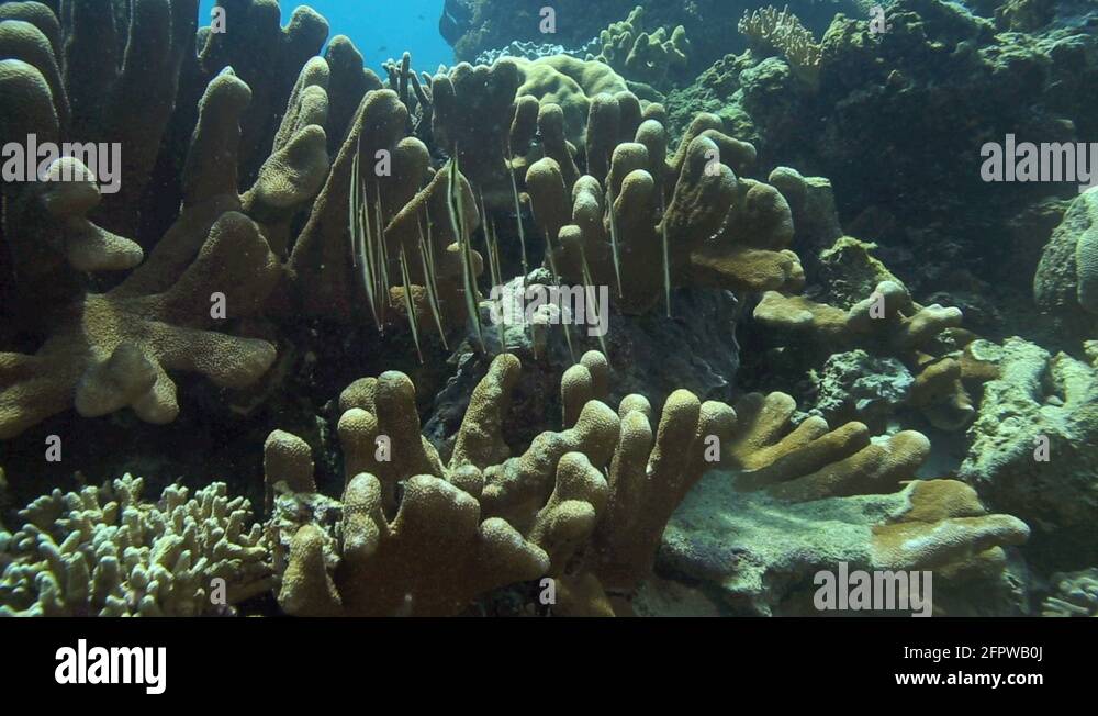 School of razorfish Stock Videos & Footage - HD and 4K Video Clips - Alamy