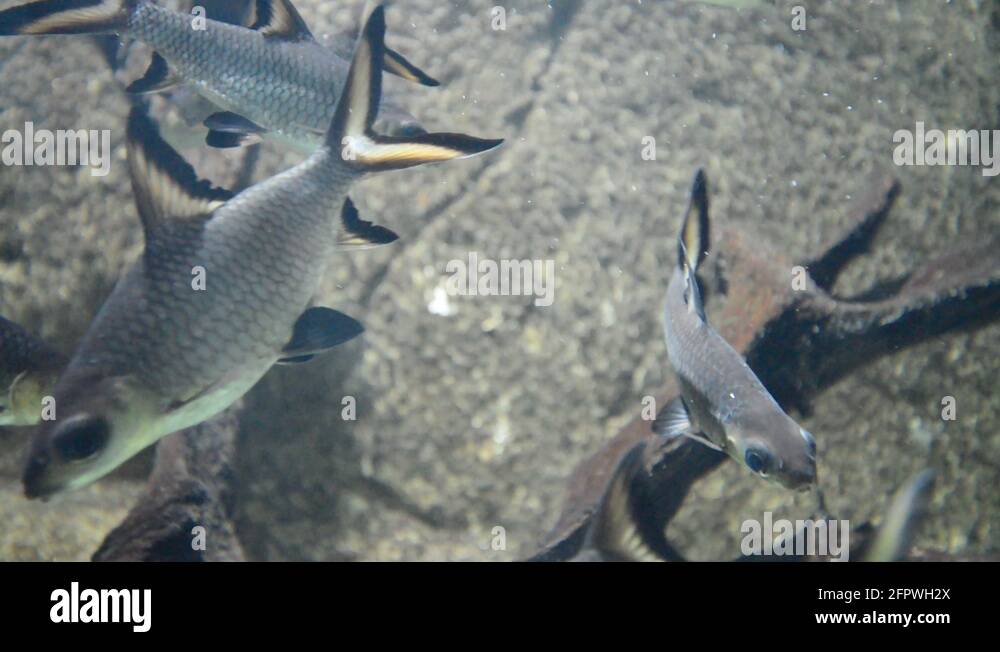Bala shark fish Stock Videos & Footage - HD and 4K Video Clips - Alamy