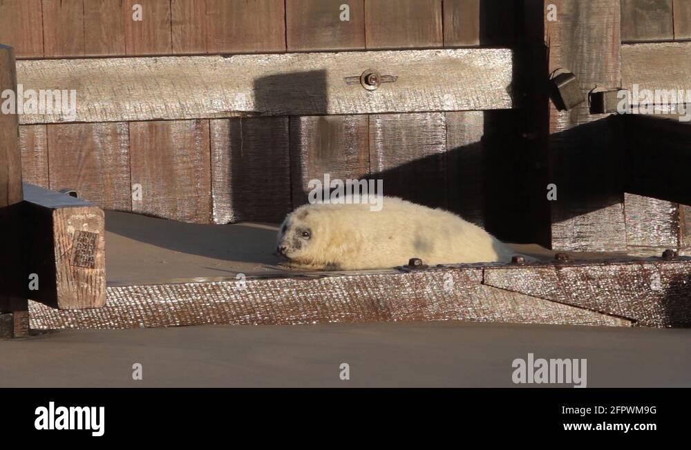 Winterton beach seal pup Stock Videos & Footage - HD and 4K Video Clips ...