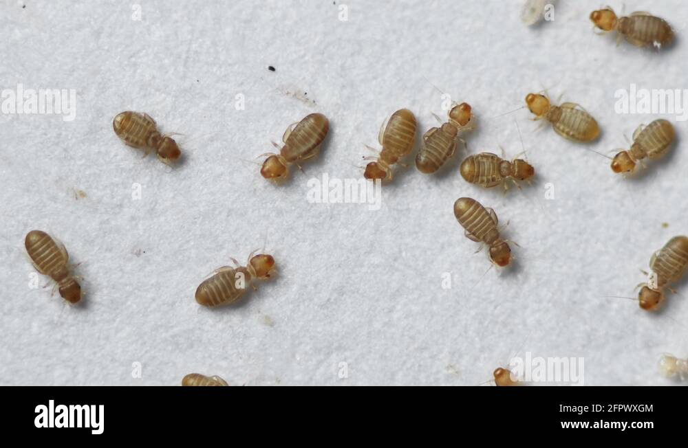 Smaller insects Stock Videos & Footage - HD and 4K Video Clips - Alamy