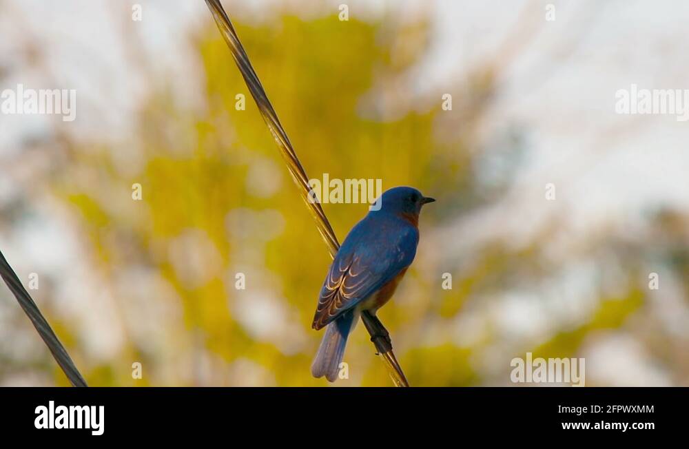 Blue bird bluebird Stock Videos & Footage - HD and 4K Video Clips - Alamy