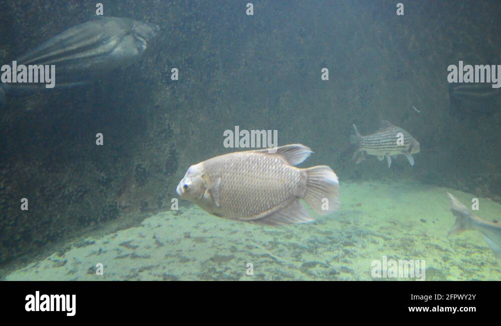 Wallago attu fish Stock Videos & Footage - HD and 4K Video Clips - Alamy