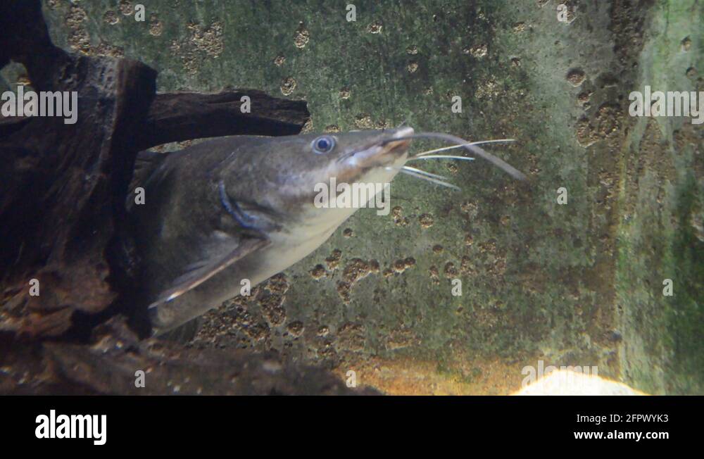Yellow bullhead catfish Stock Videos & Footage - HD and 4K Video Clips ...