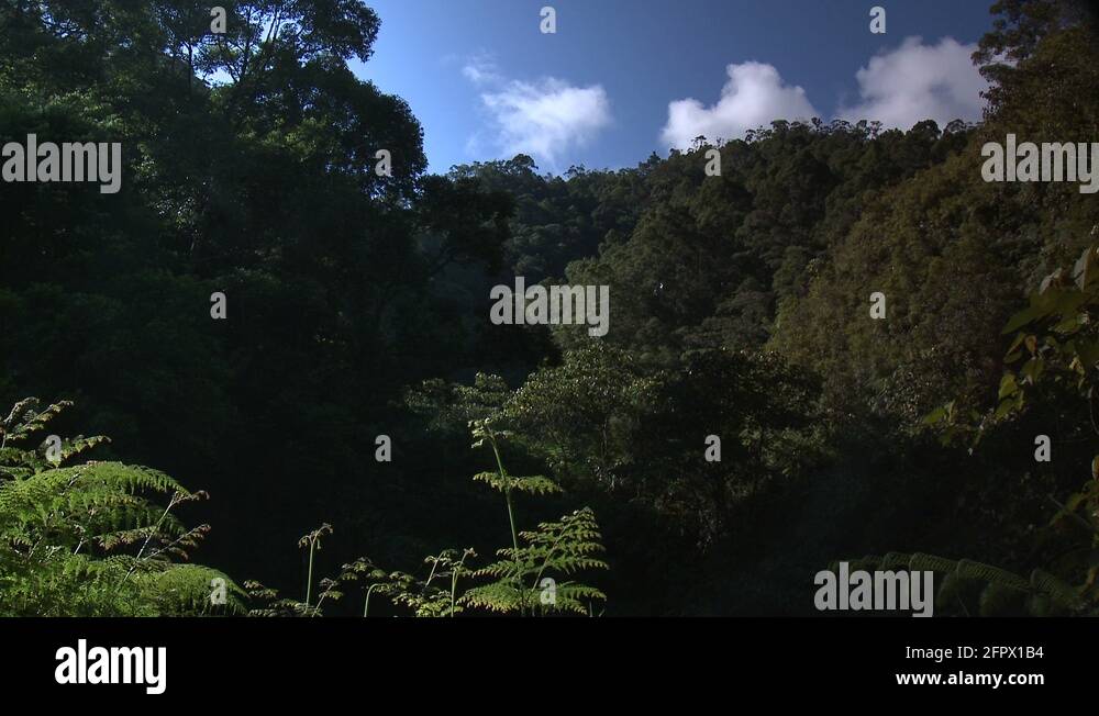 Rainforest valley Stock Videos & Footage - HD and 4K Video Clips - Alamy