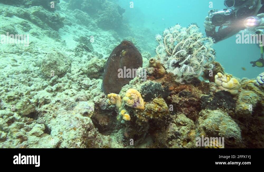 Octopus with diver Stock Videos & Footage - HD and 4K Video Clips - Alamy