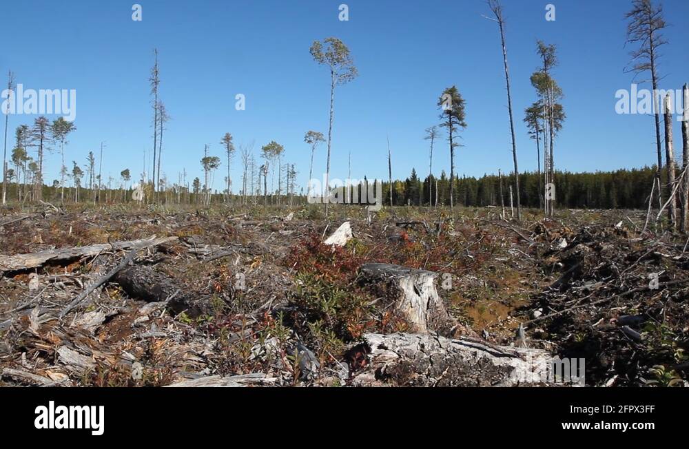 Cut land Stock Videos & Footage - HD and 4K Video Clips - Alamy