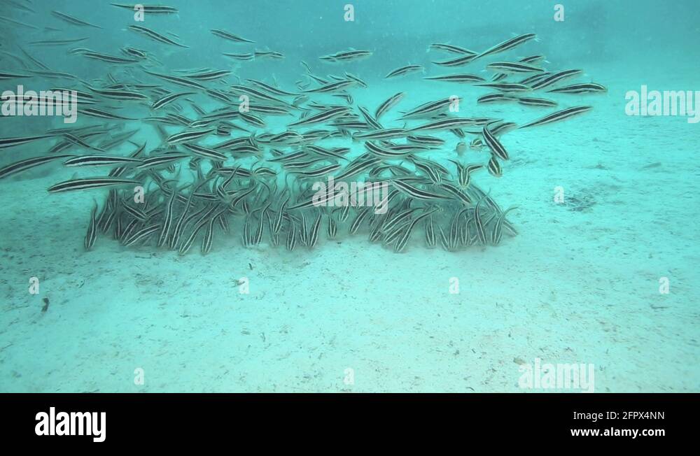 Ocean catfish Stock Videos & Footage - HD and 4K Video Clips - Alamy