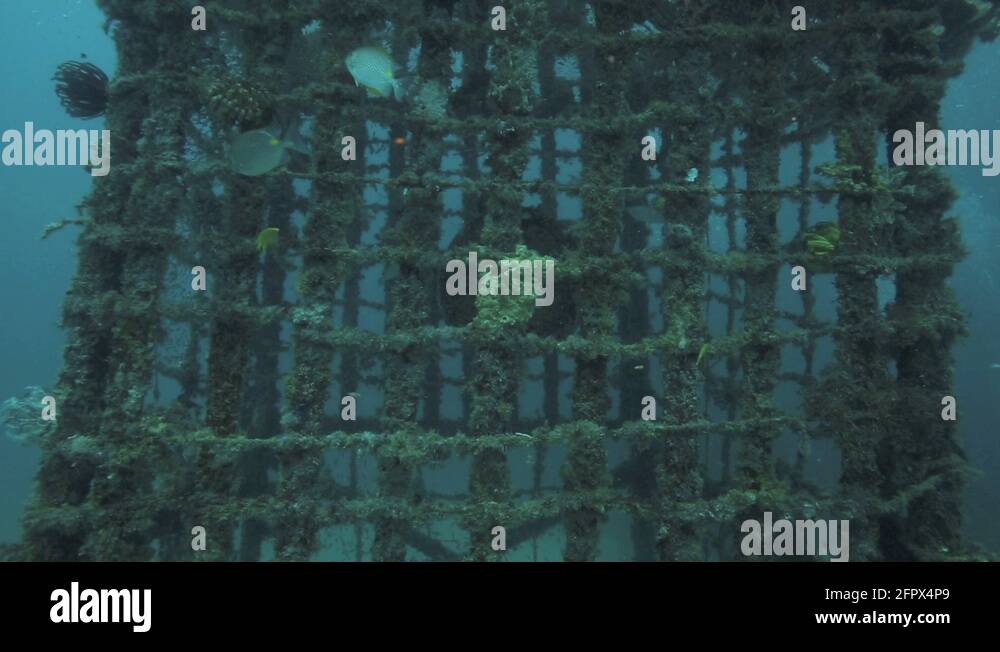 Coral reef underwater structure Stock Videos & Footage - HD and 4K ...