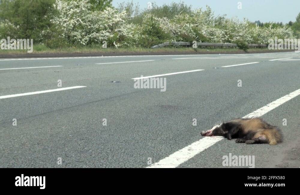 Roadkill Stock Videos & Footage - HD and 4K Video Clips - Alamy